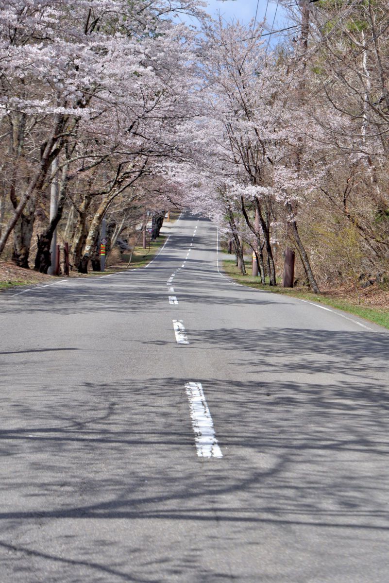 Sakura Road | GANREF