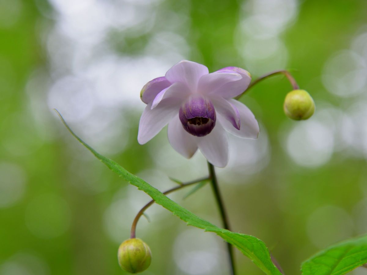 dancing flower | GANREF