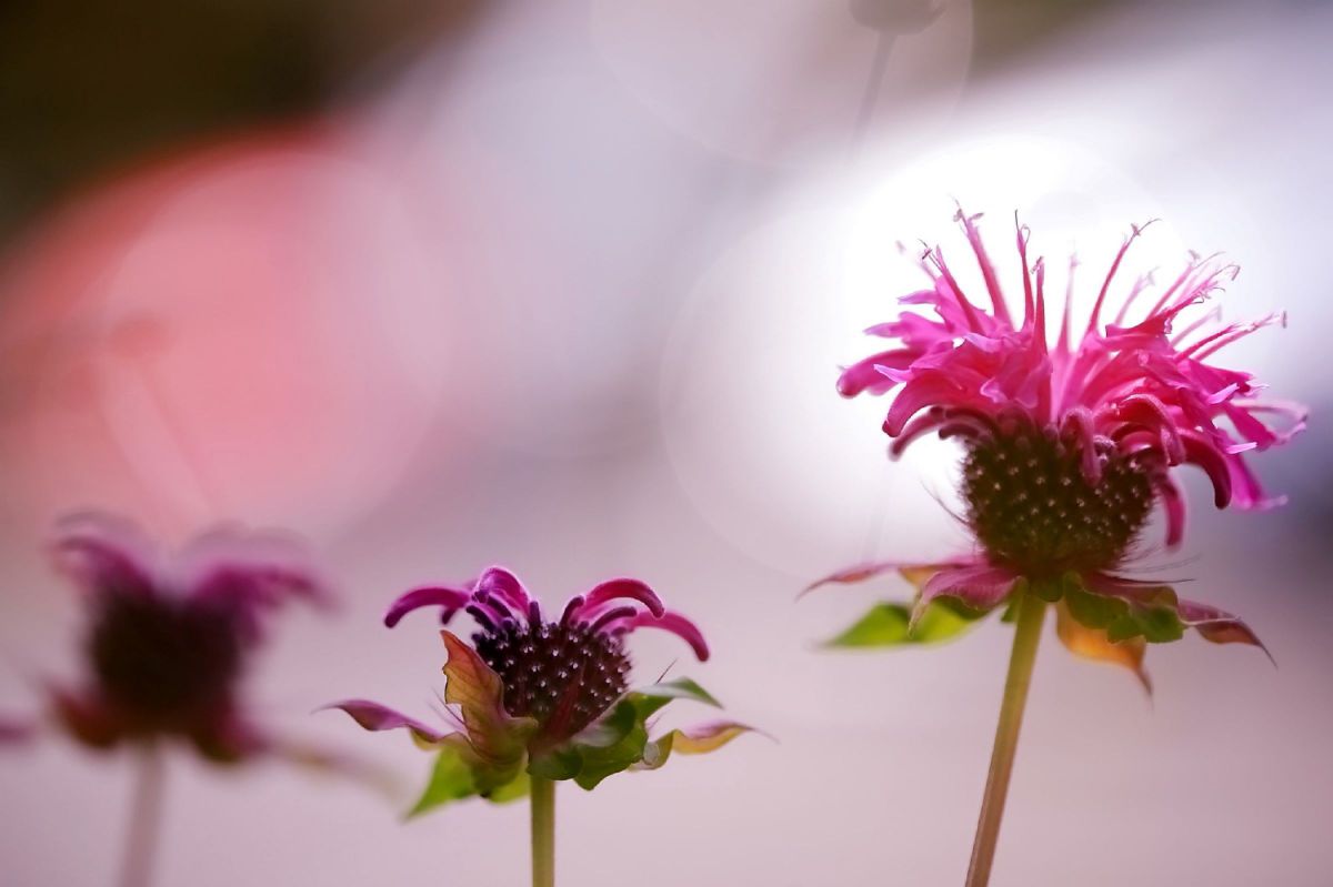 ’25花シリ－ズ（34 | GANREF