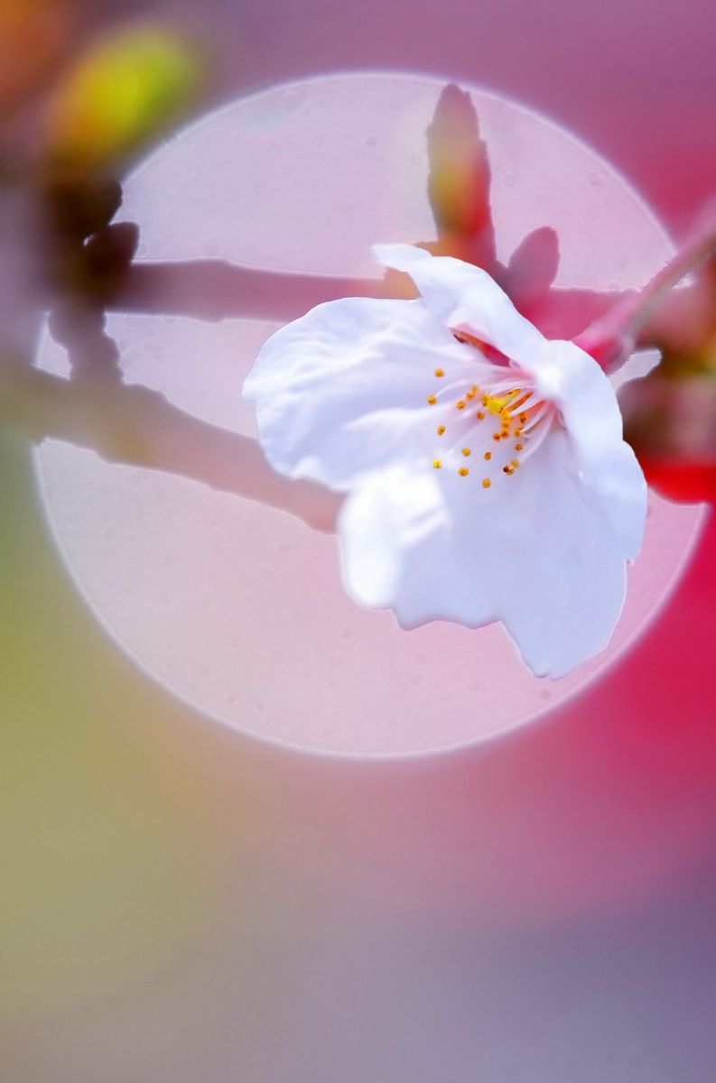 春がきぃ～た！サクラが咲いた！（18 | GANREF