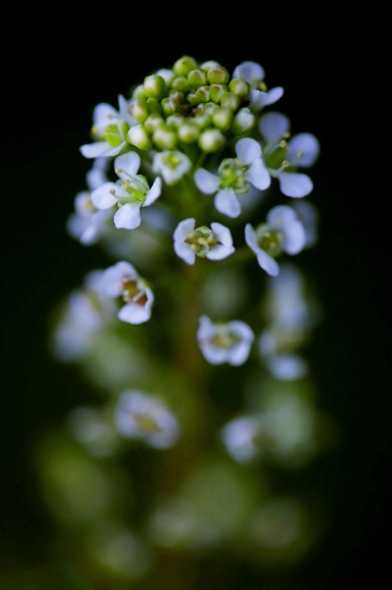 ’24花シリ−ズ（52 | GANREF