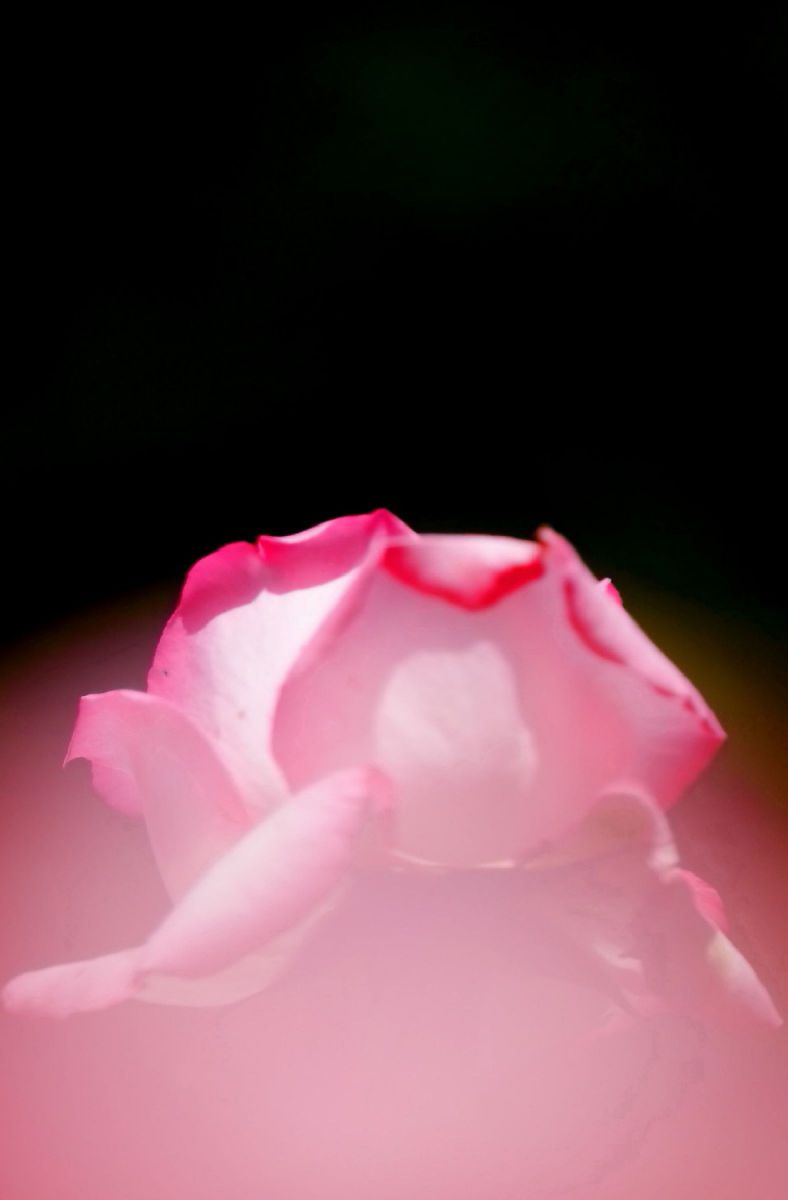 ’25花シリ－ズ（37 | GANREF