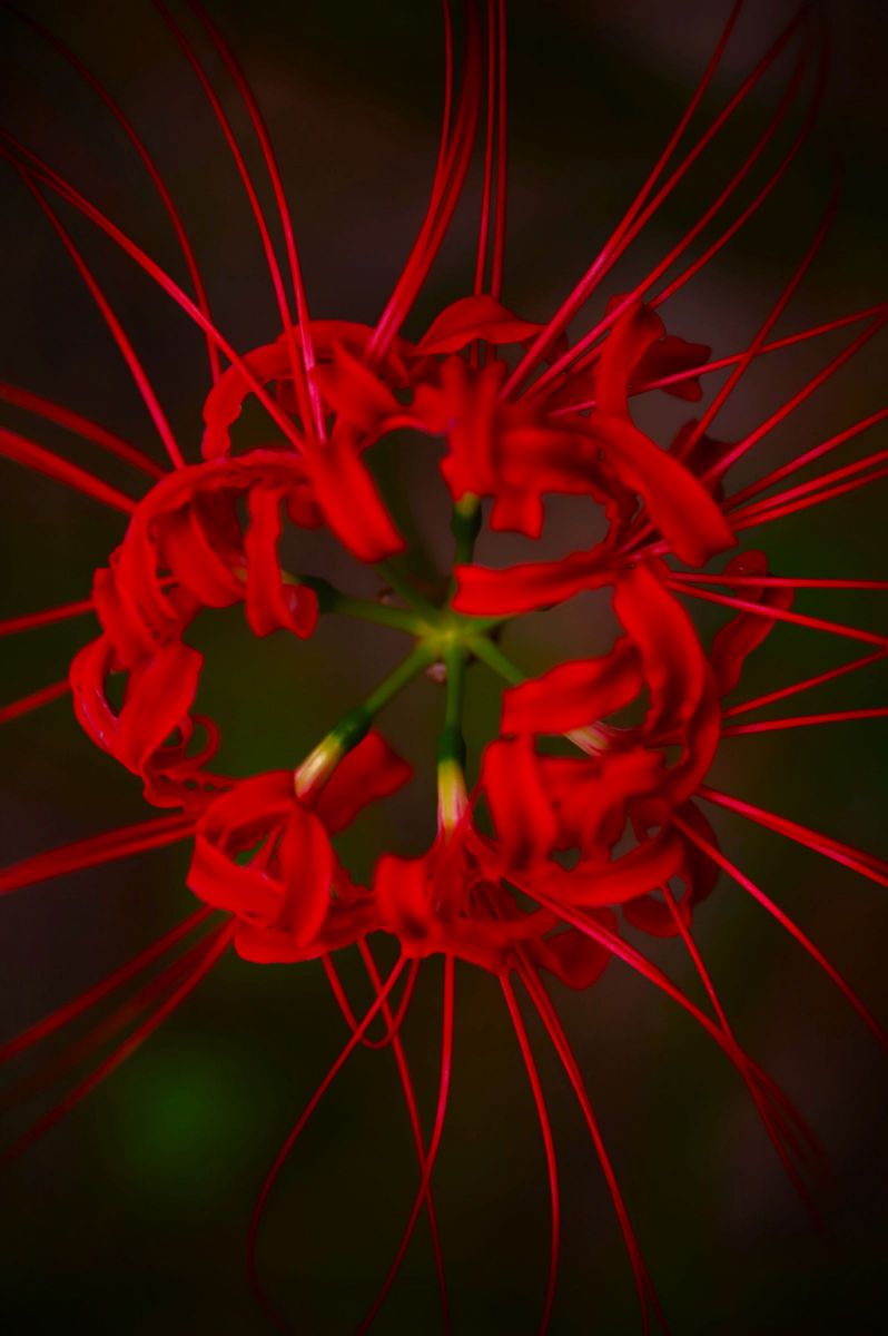 ’24花シリ－ズ（57 | GANREF