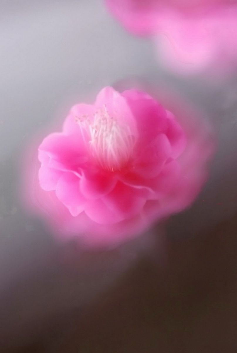 ’25花シリ－ズ（27 | GANREF