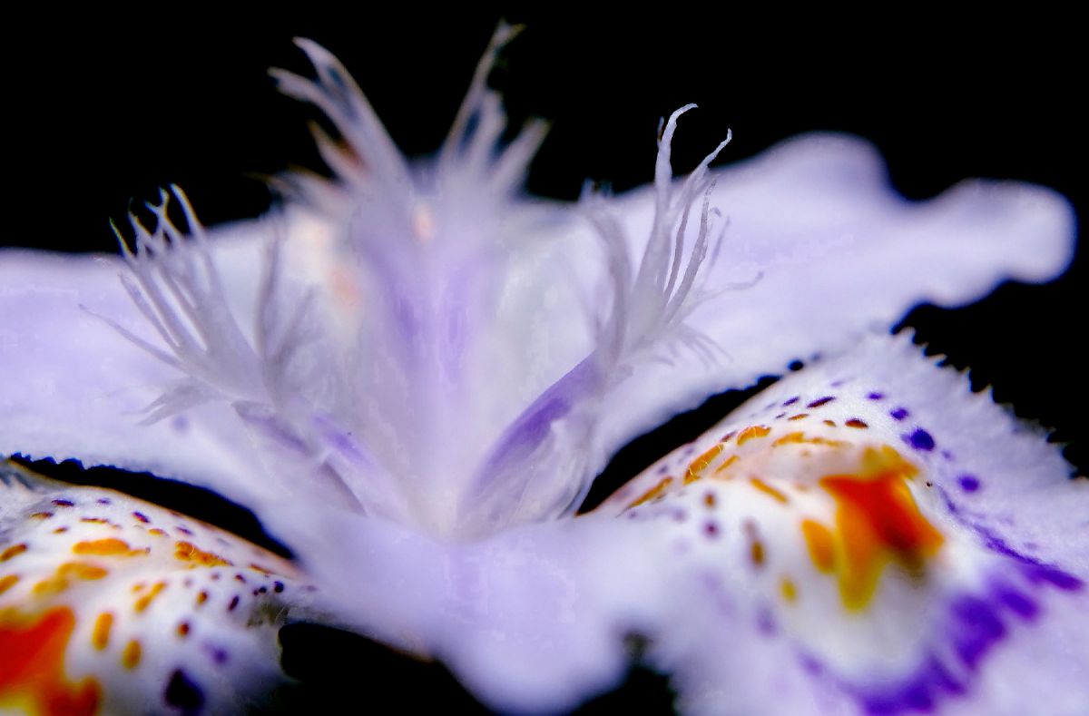 ’25花シリ－ズ（15 | GANREF