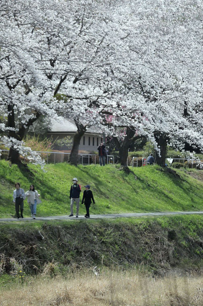 春がきぃ～た！サクラが咲いた！（24 | GANREF