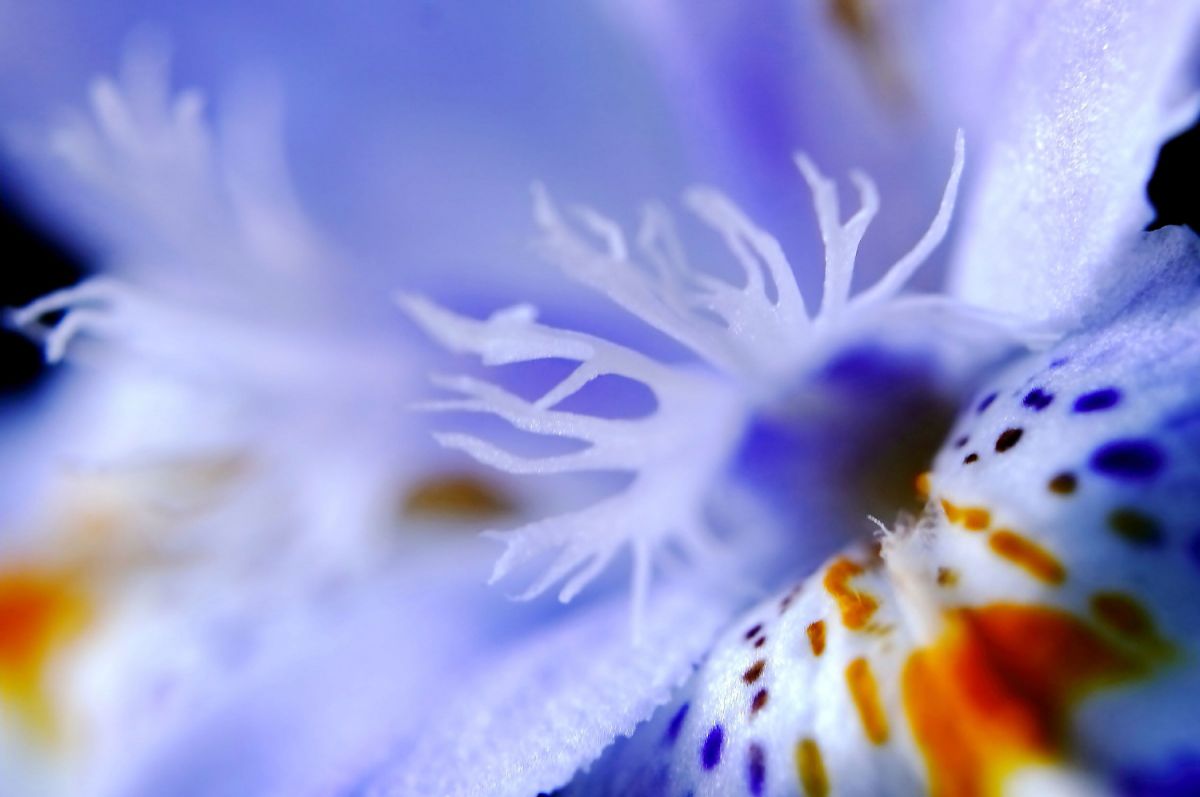 ’25花シリ－ズ（16 | GANREF