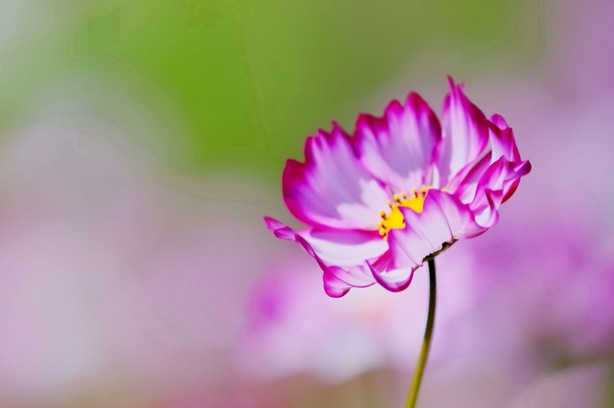 ’25花シリ－ズ（35 | GANREF