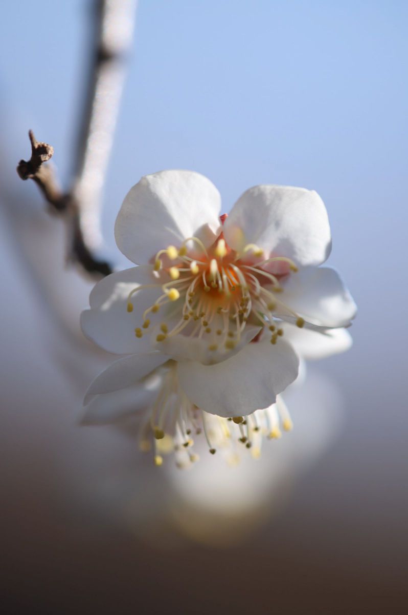 梅シリ－ズ（6 | GANREF