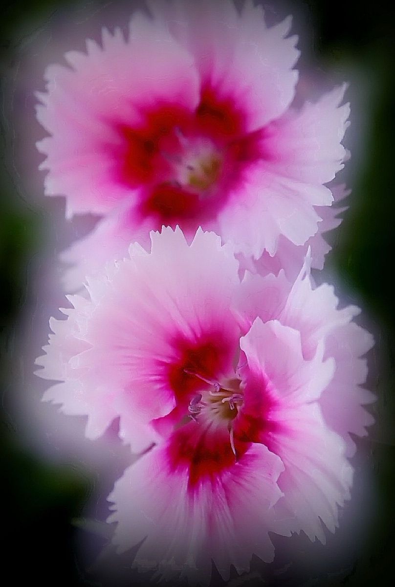 ’24花シリ－ズ（69 | GANREF