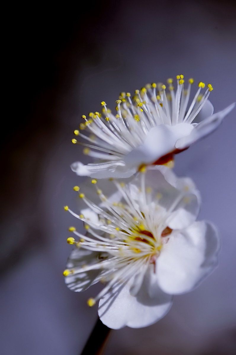 ’25花シリ－ズ（43 | GANREF