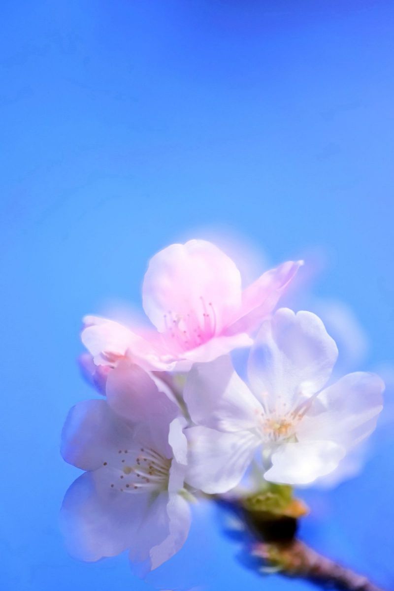 ’25花シリ－ズ（25 | GANREF