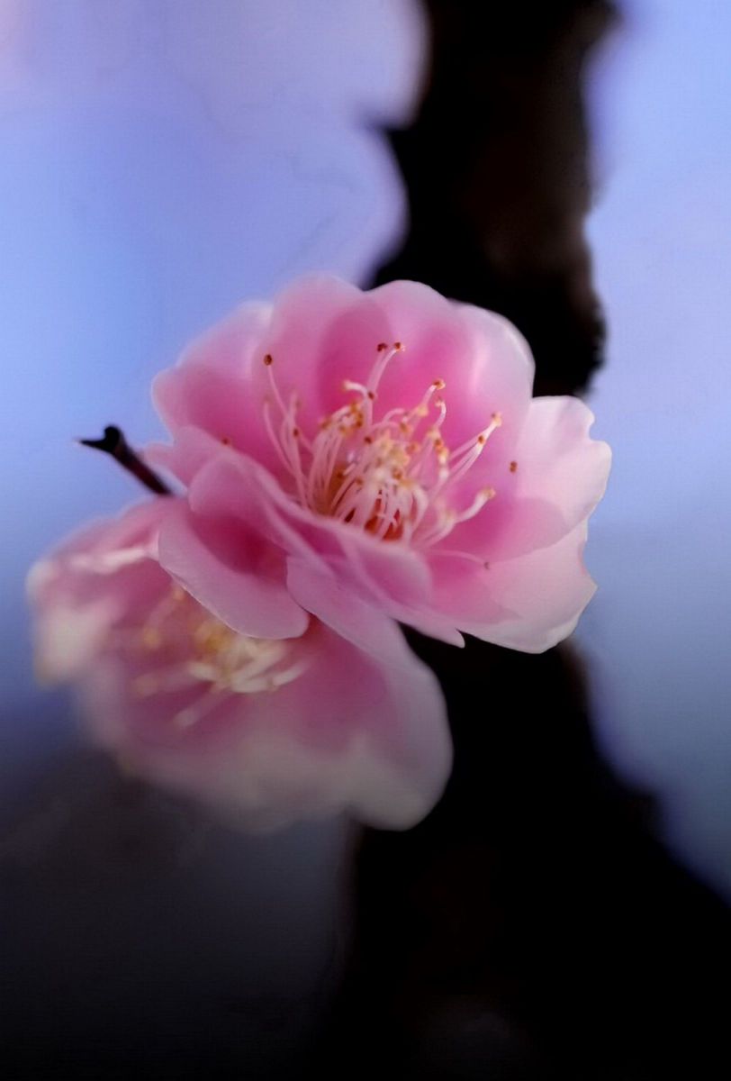 梅シリ－ズ（5 | GANREF