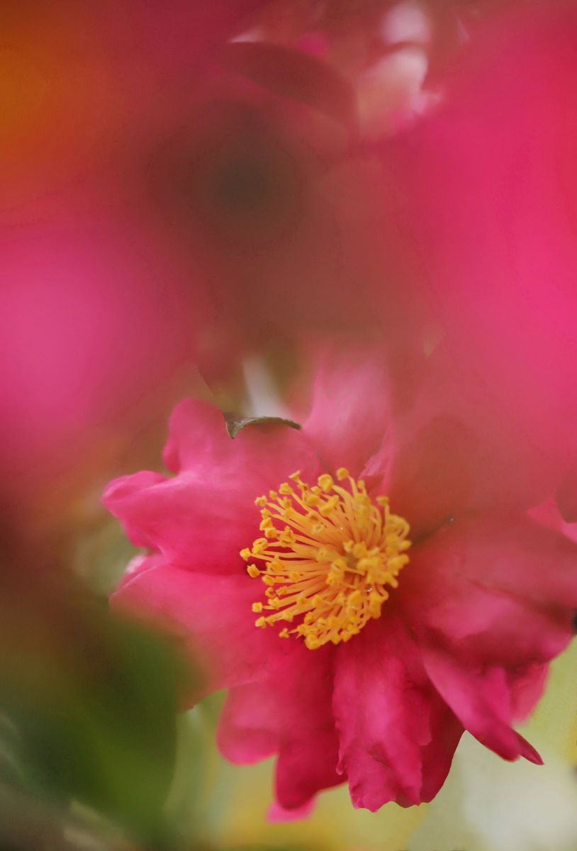 ’25花シリ－ズ（31 | GANREF