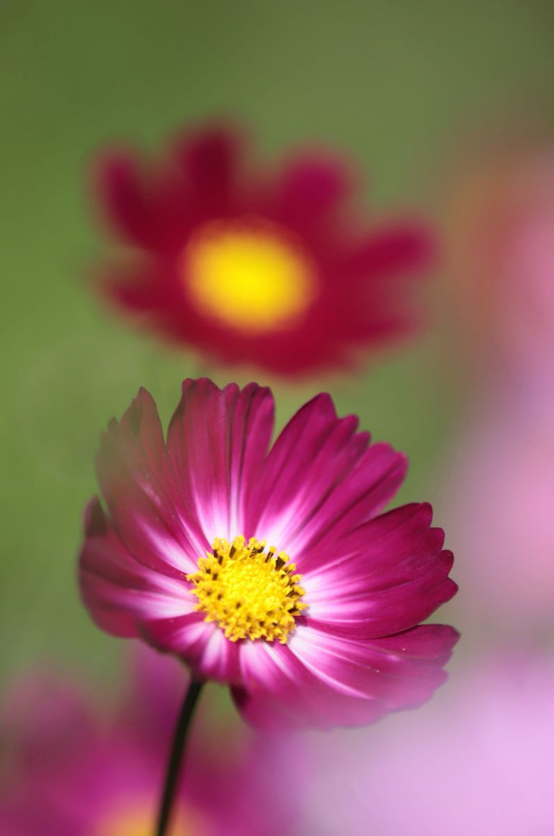 ’24花シリ－ズ（55 | GANREF