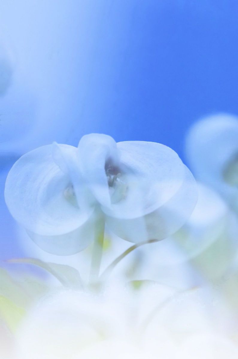 ’24花シリ－ズ（53 | GANREF