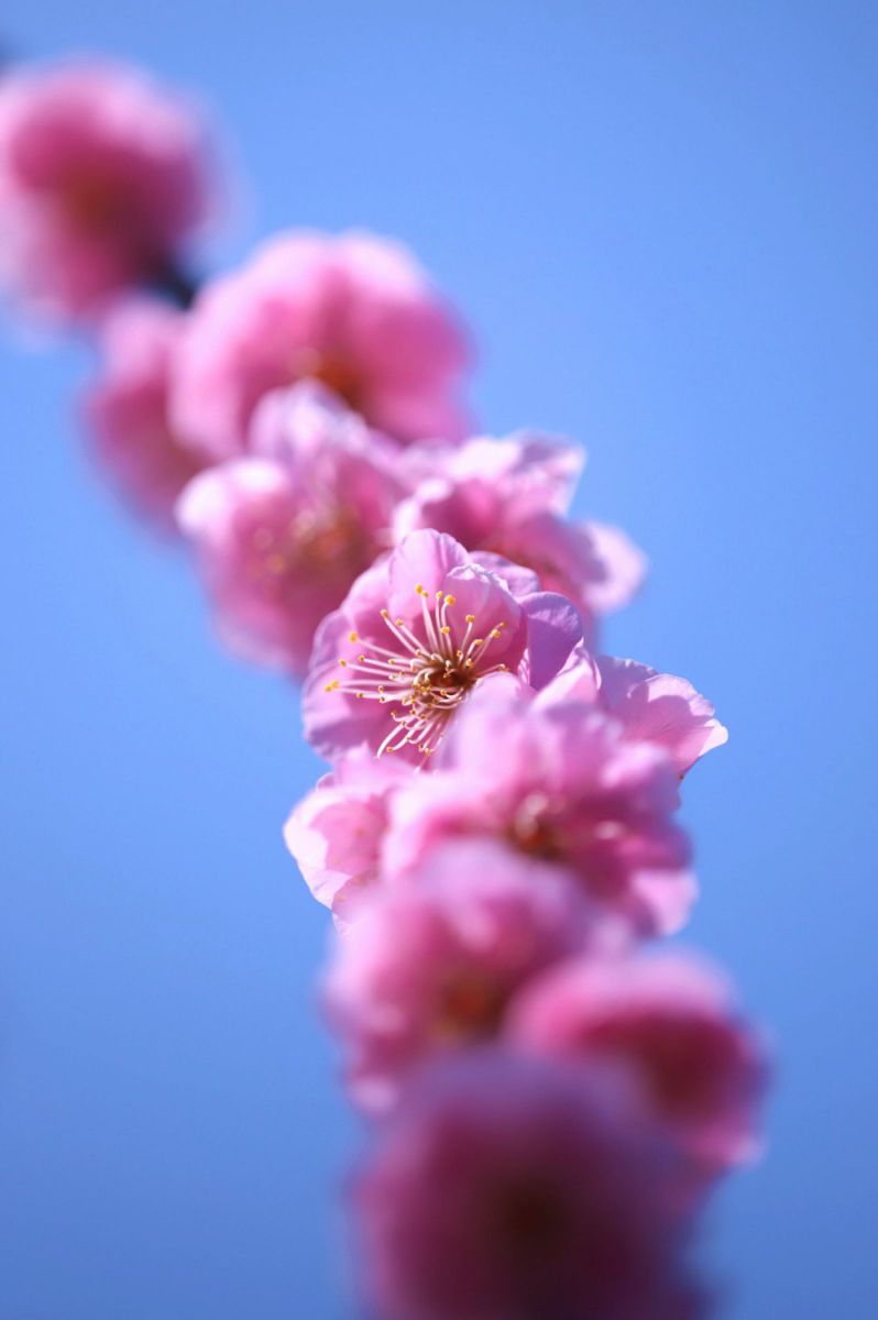 ’25花シリ－ズ（44 | GANREF