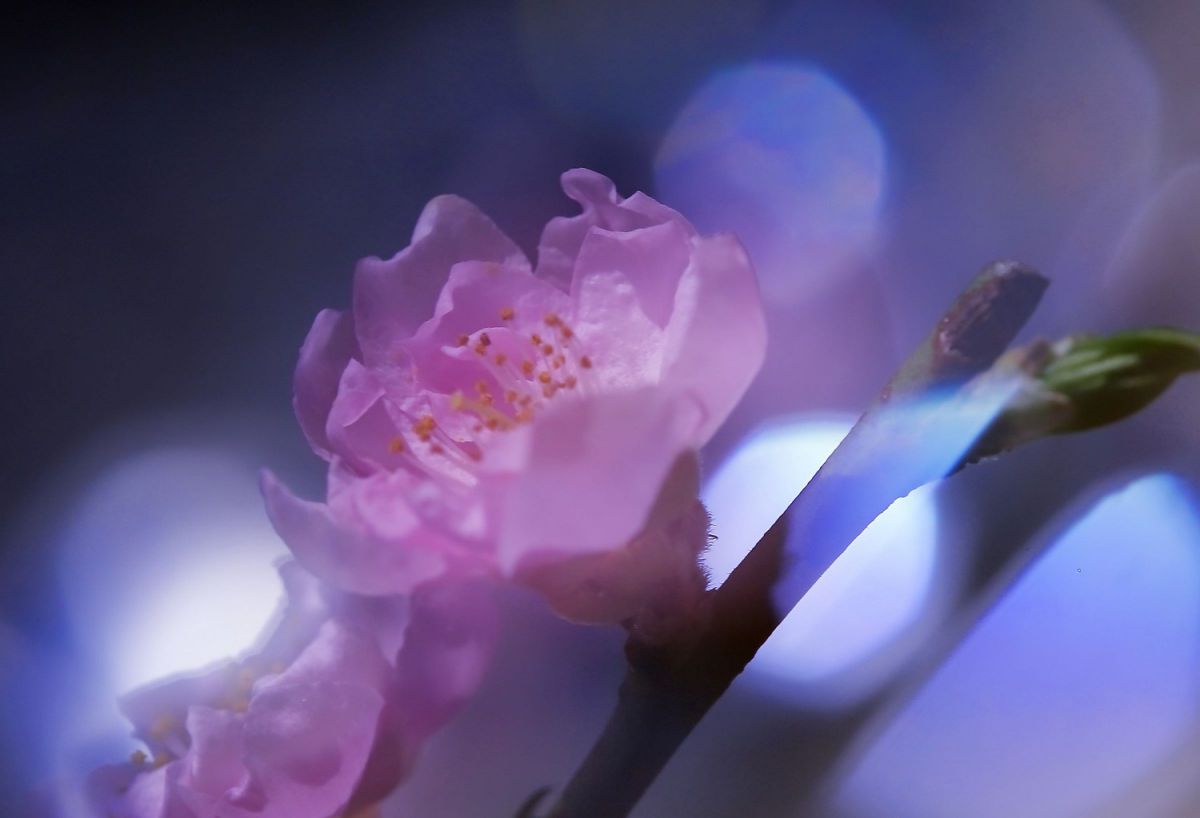 ’25桃の花（9 | GANREF