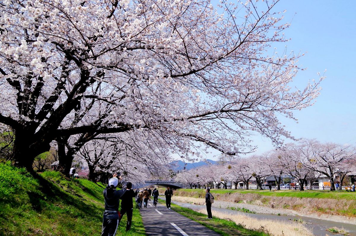 春がきぃ～た！サクラが咲いた！（22 | GANREF