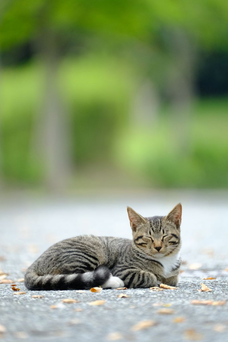 FUJIFILM X-T2編 Vol.1 ～第一印象～ | GANREF