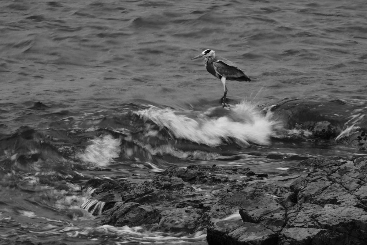 FUJIFILM X-T2編 Vol.28 ～カメラ散歩（鳥）～ | GANREF