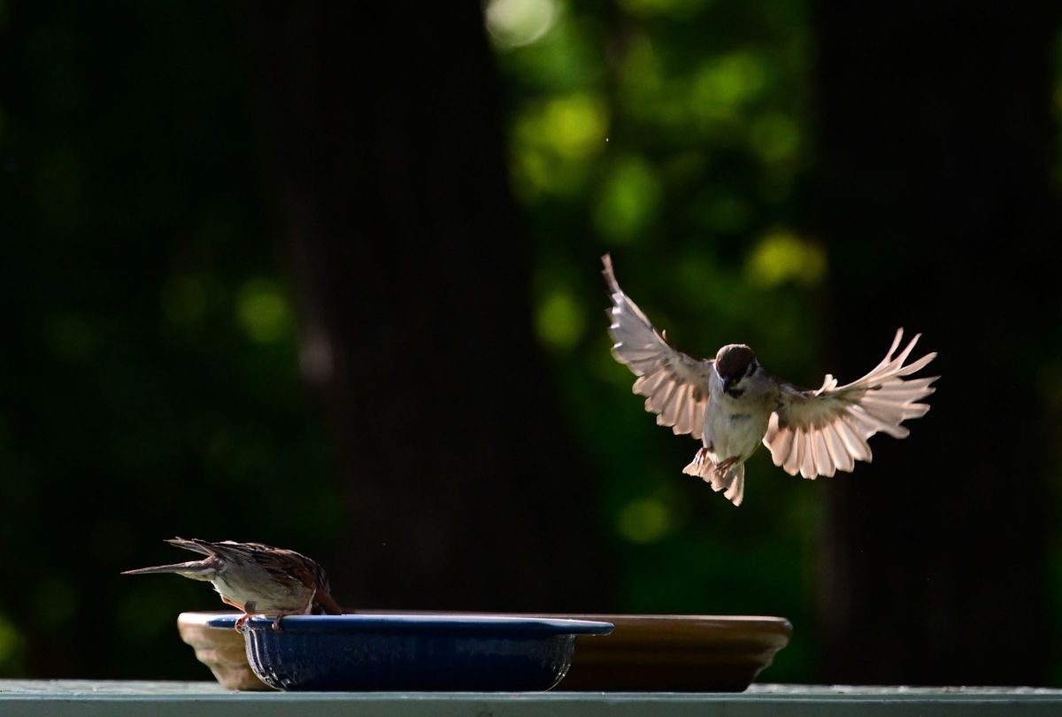 注目製品レビュー～ニコン Z 8 編～ Vol.25 高速撮影 | GANREF