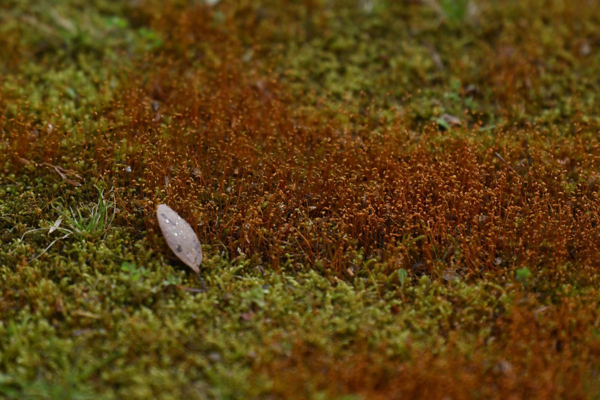 注目製品レビュー ニコン Z8＆大三元レンズ【風景・星景編】 Vol.48 テレコンバーター | GANREF