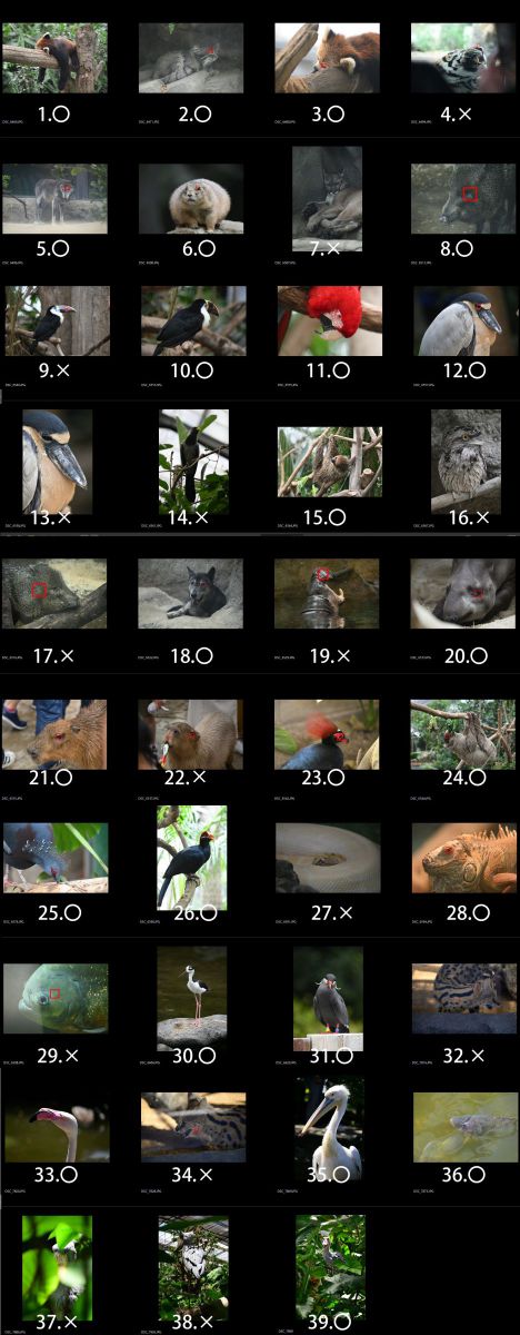 注目製品レビュー～ニコン Z 8 編～ Vol.20 動物AF | GANREF