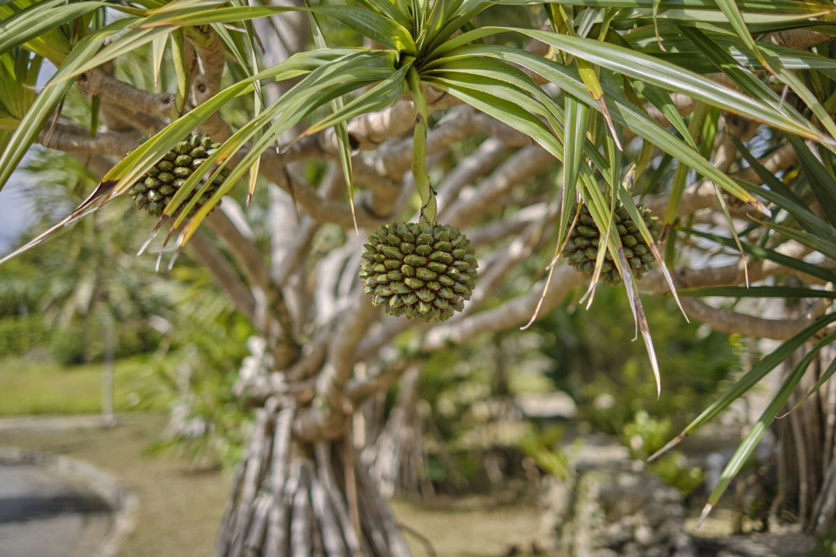 DSCF2272.jpg | GANREF