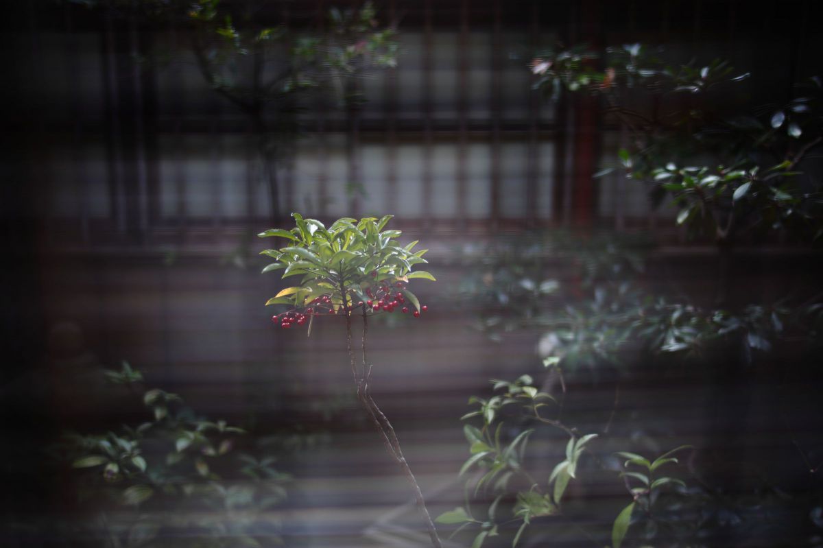 やわらかな光の中で | GANREF