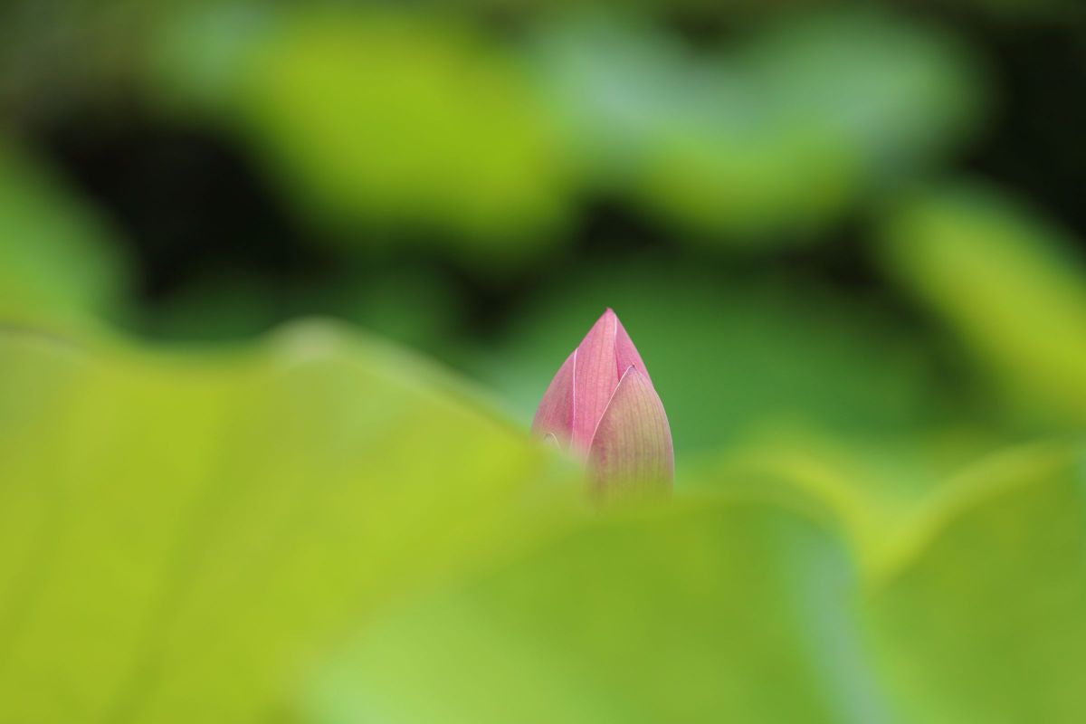 Nice to meet you. | GANREF