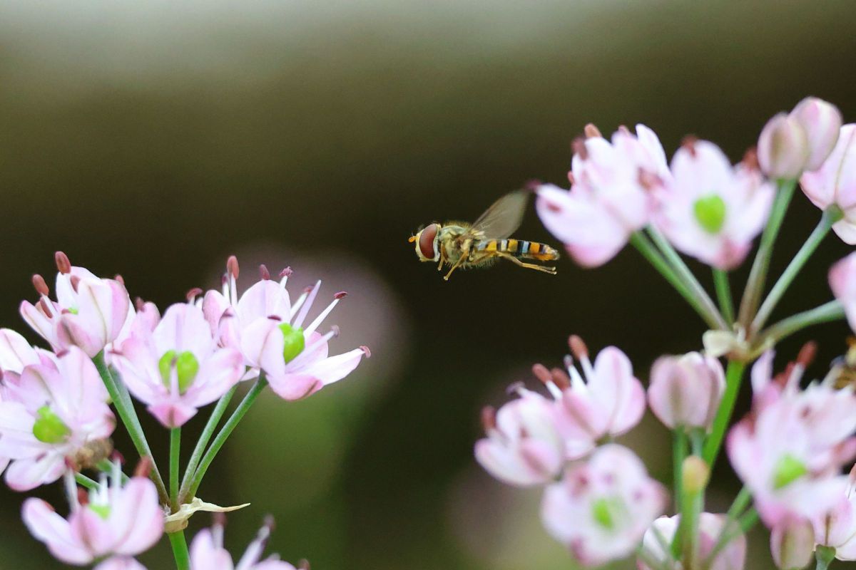 飛び巡る秋 | GANREF