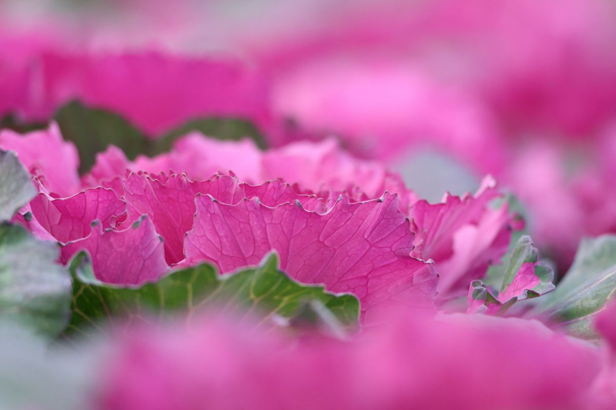 秋を彩る | GANREF