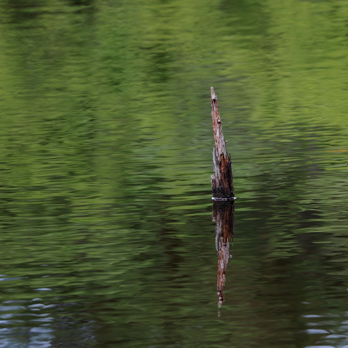 枯れてなお輝く | GANREF