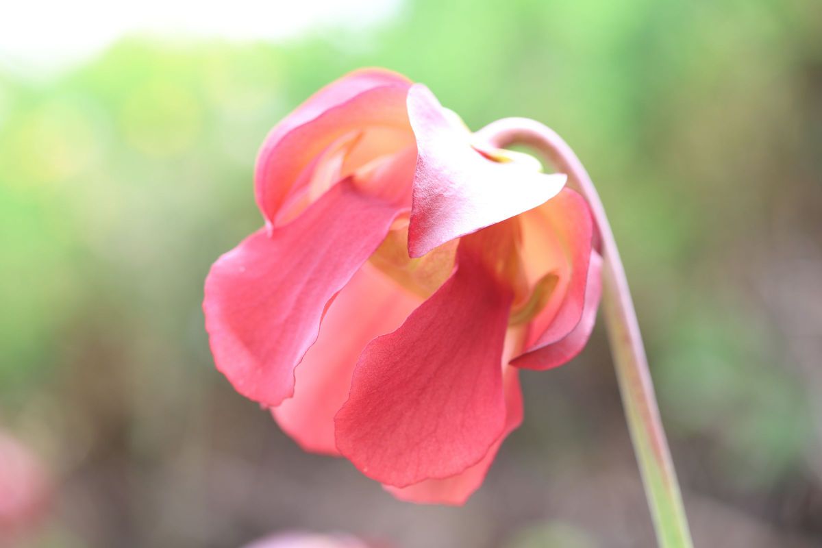 艶姿エガオ娘 ♪ ♪ | GANREF