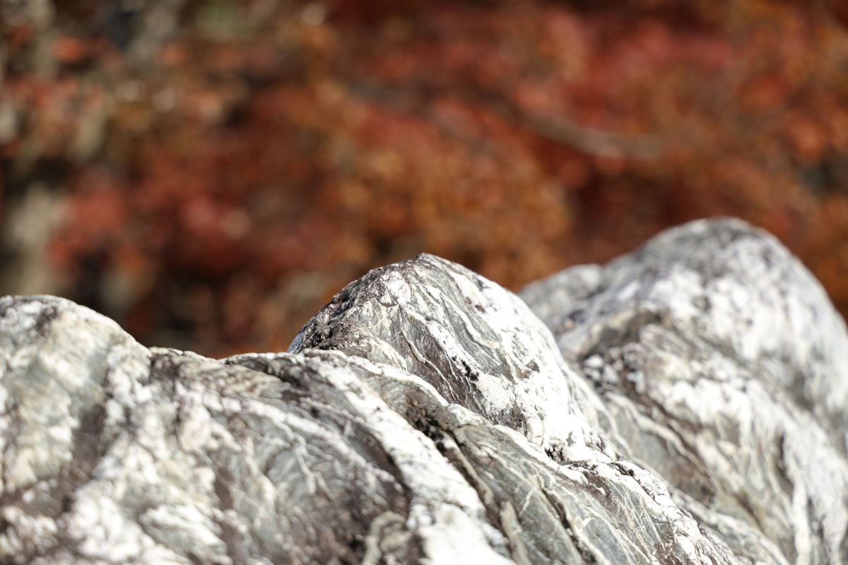 照葉に包まれて | GANREF