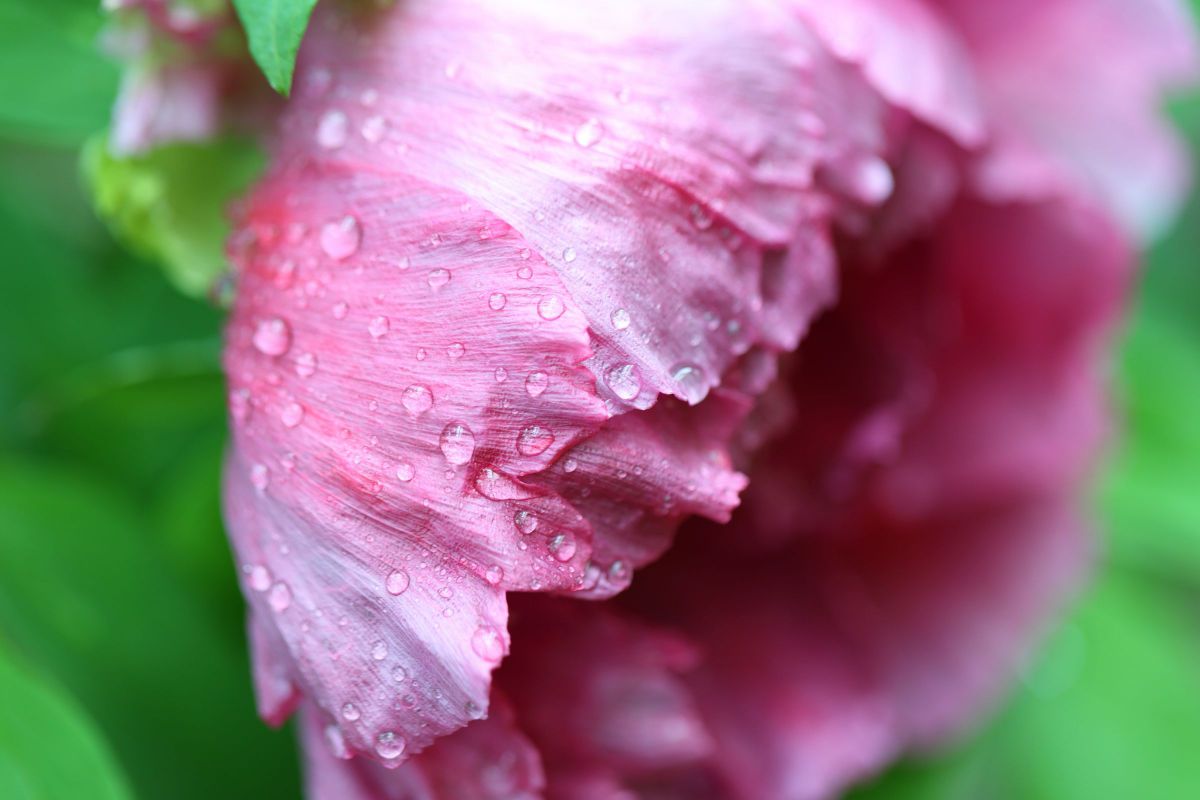 雨にも負けず | GANREF