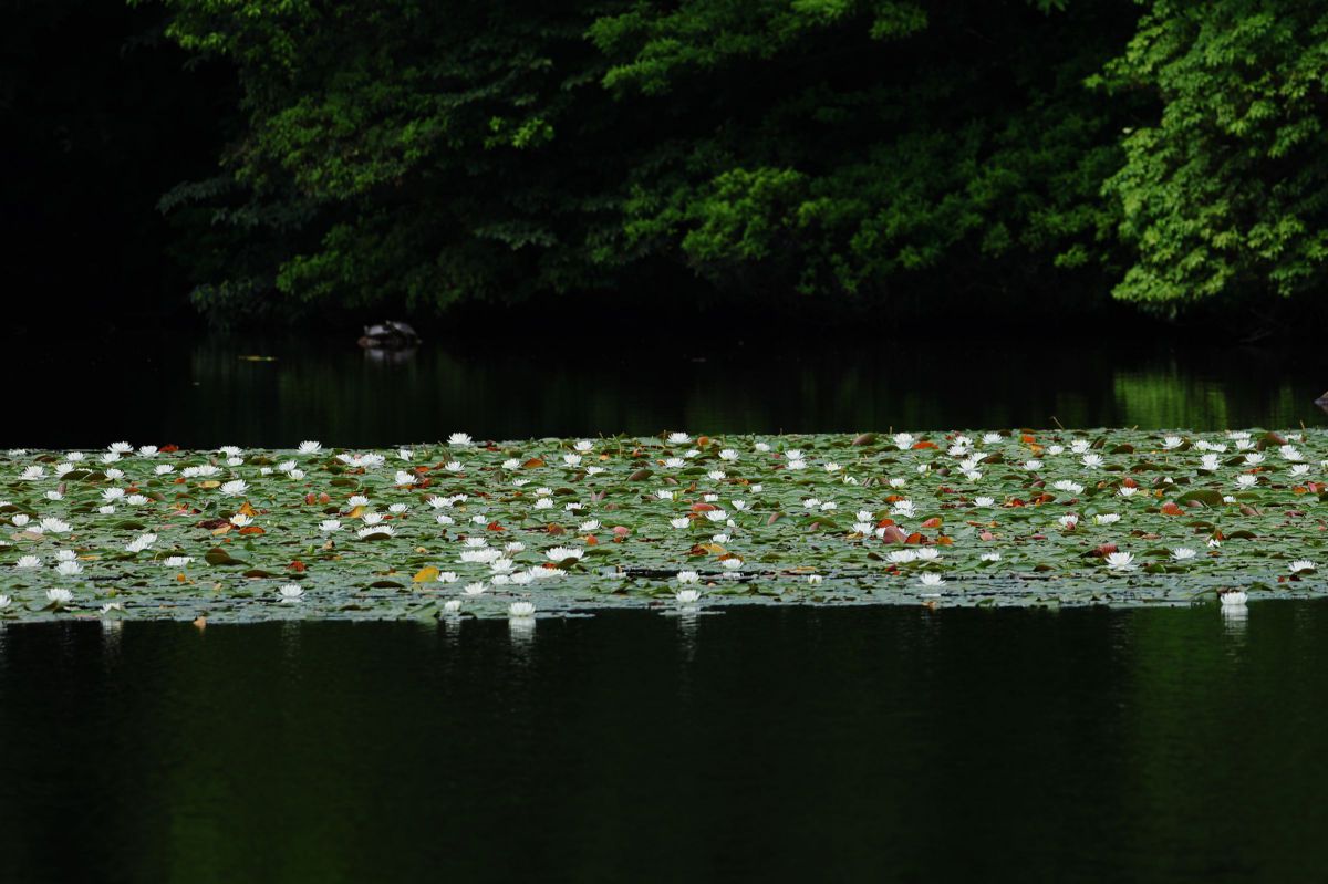 水上の桃源郷 | GANREF