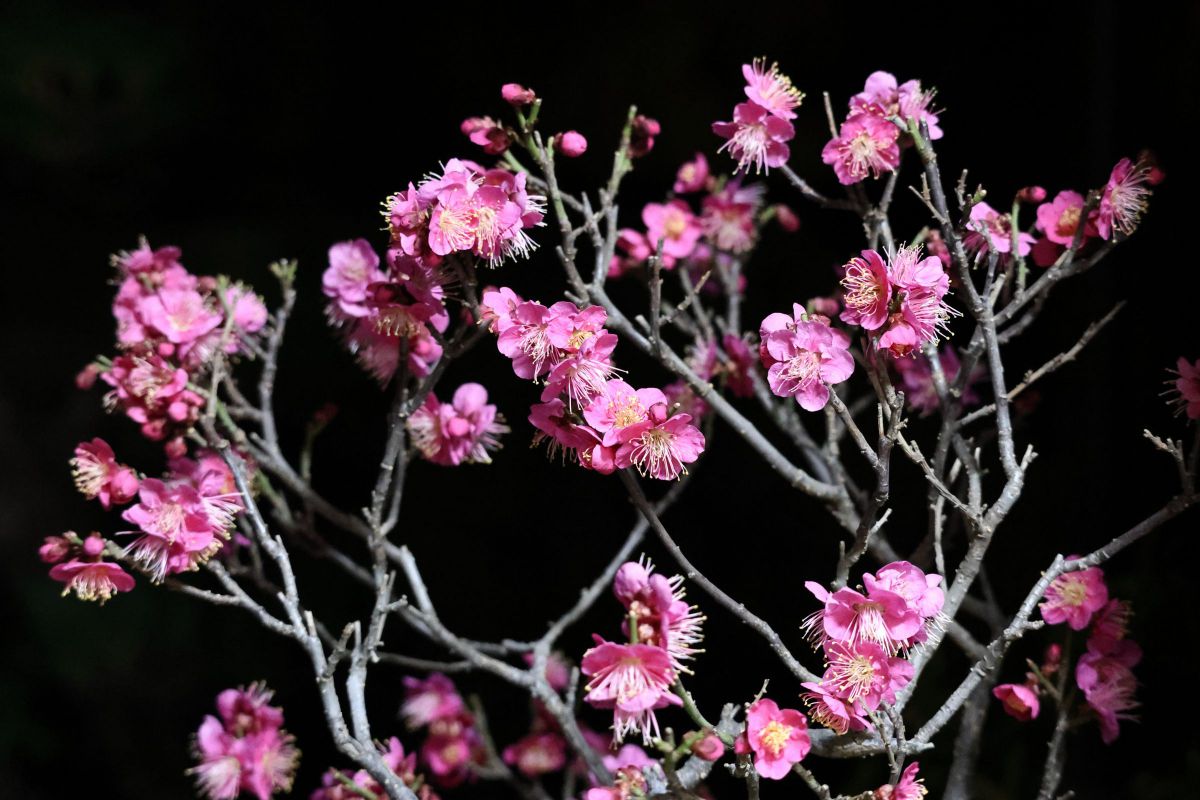 夜に香る | GANREF