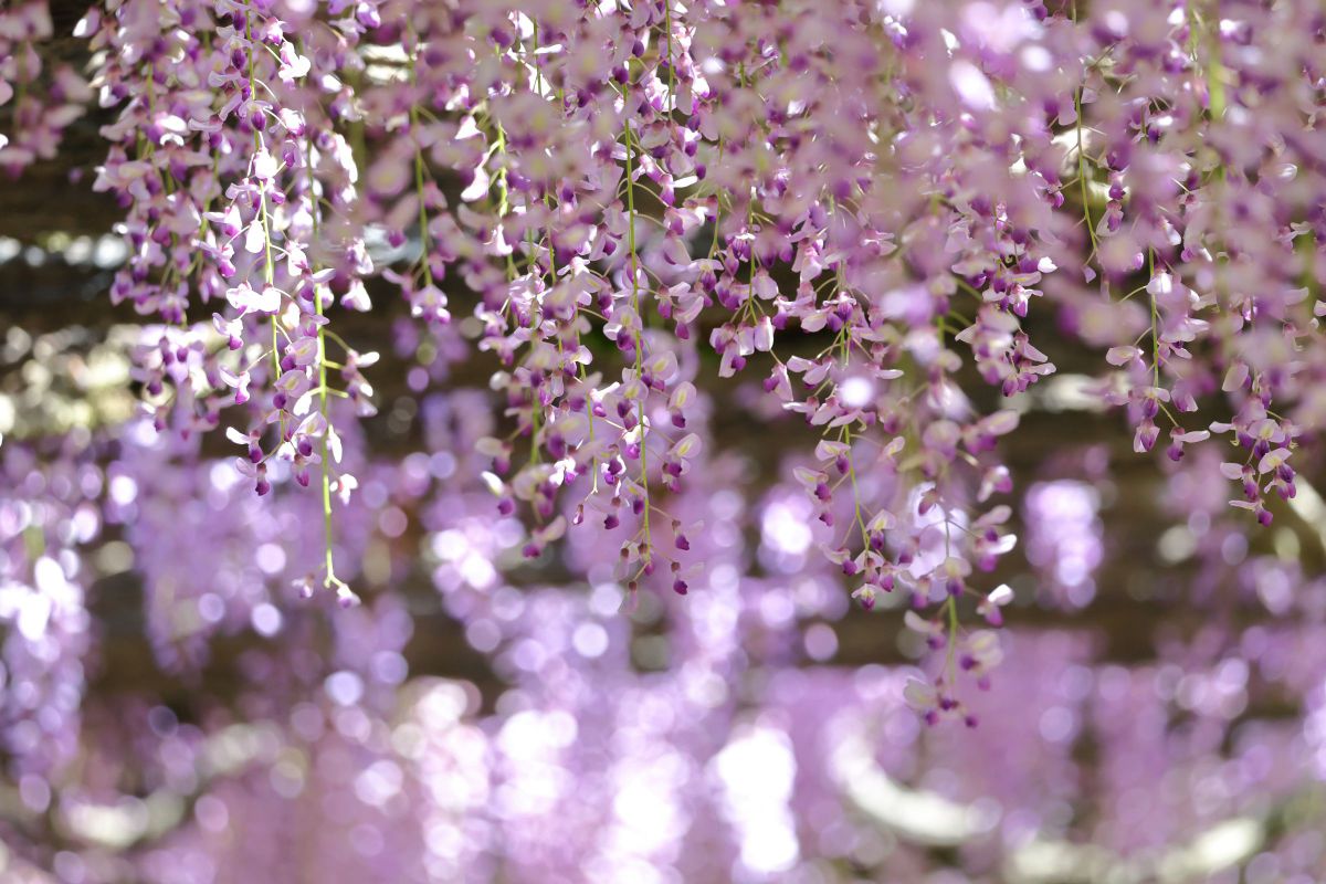 春の華しぐれ | GANREF