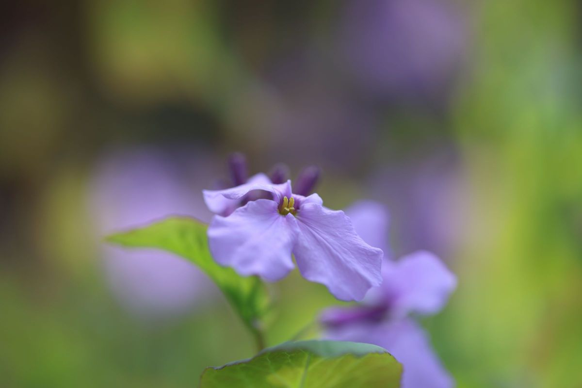 春眠の候 | GANREF