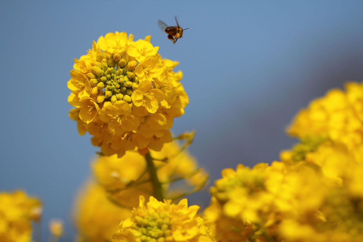 春色飛行 | GANREF