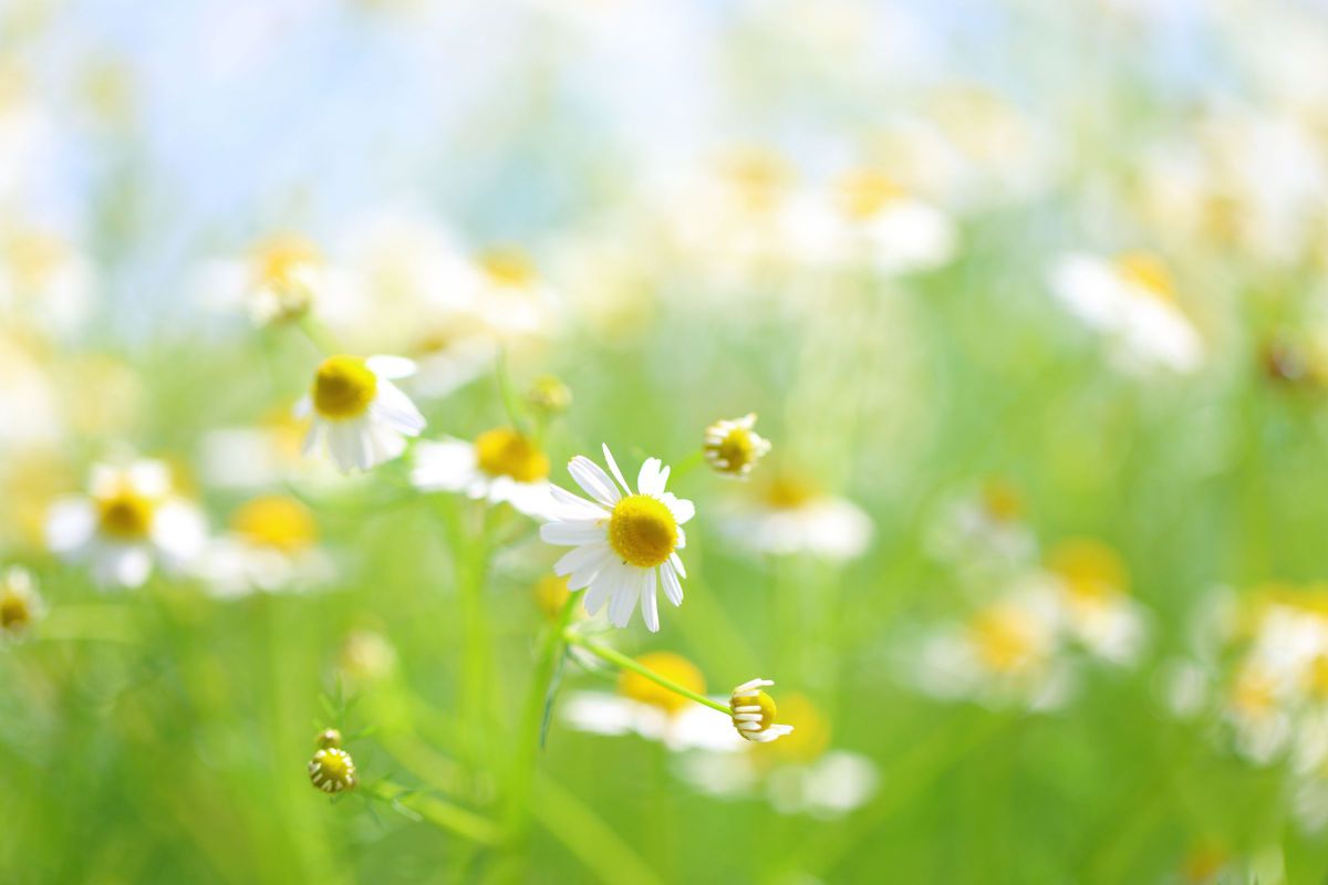 みんなで日光浴 | GANREF