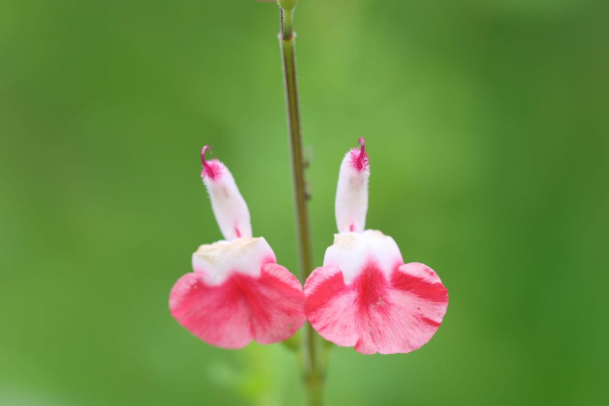 踊る Wink ？ | GANREF