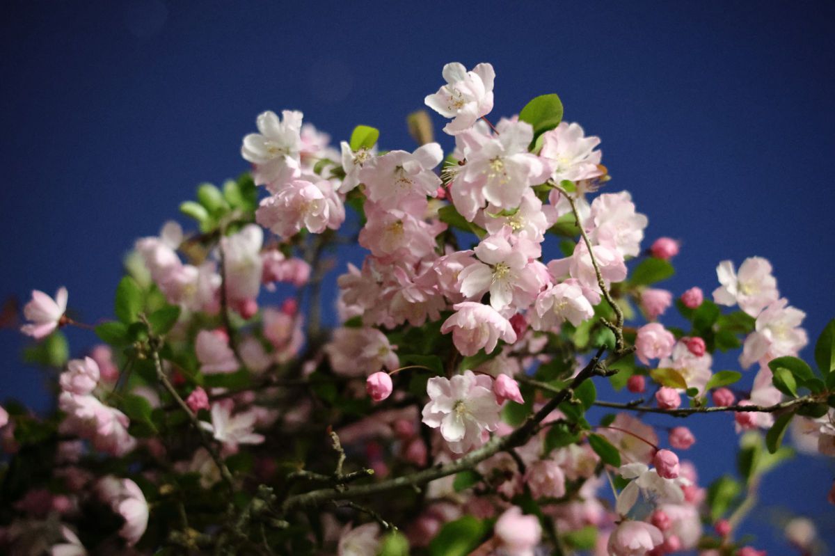 宵の華宴 | GANREF