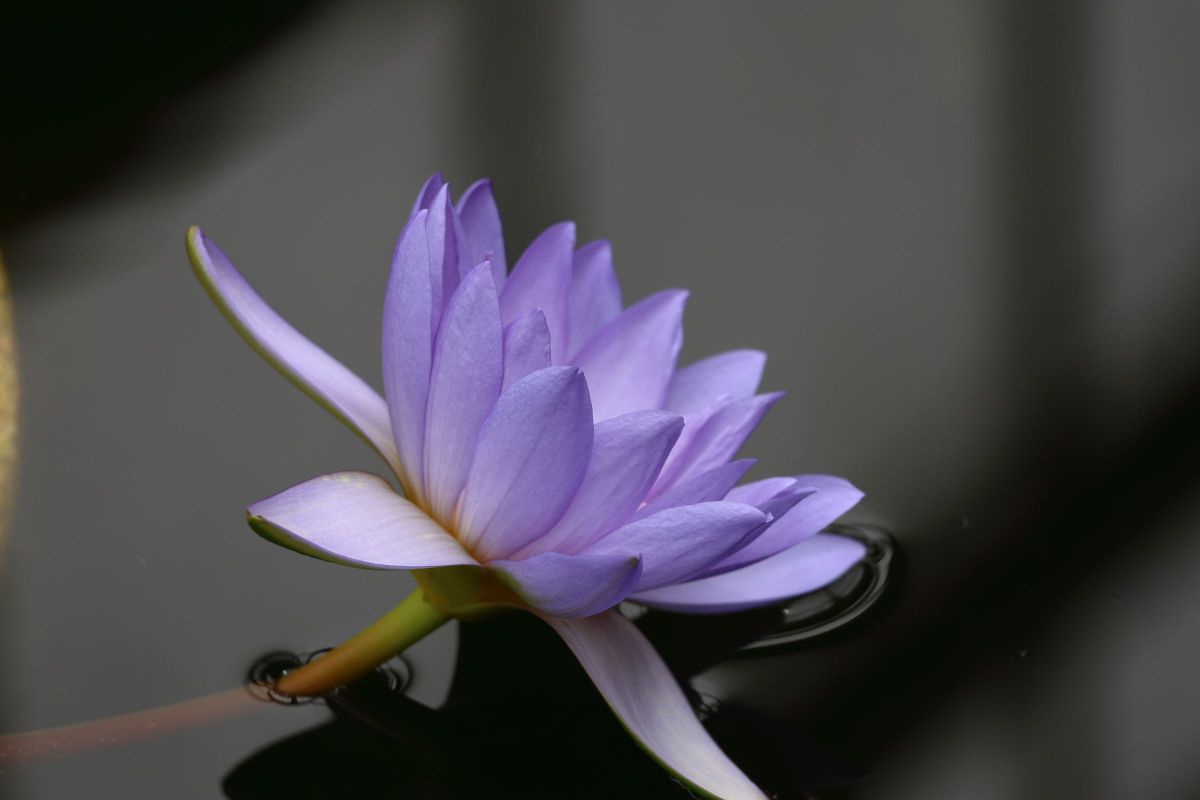 まどろむ | GANREF