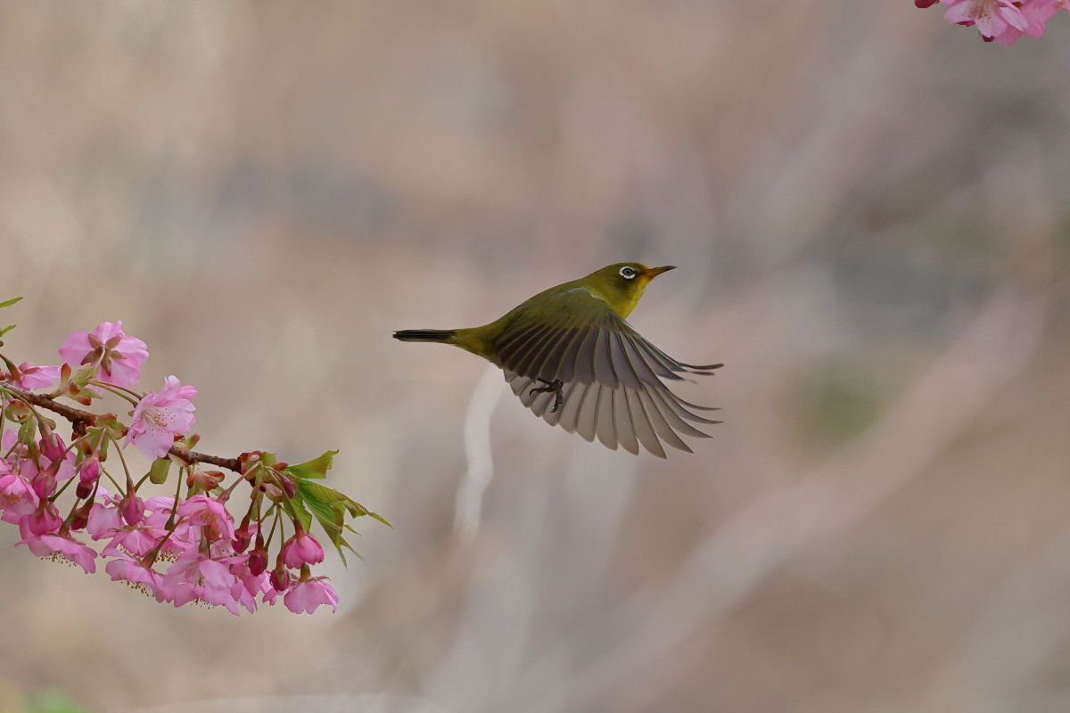 春を翔ぶ | GANREF