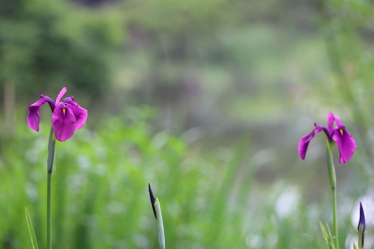 運命の二人 | GANREF