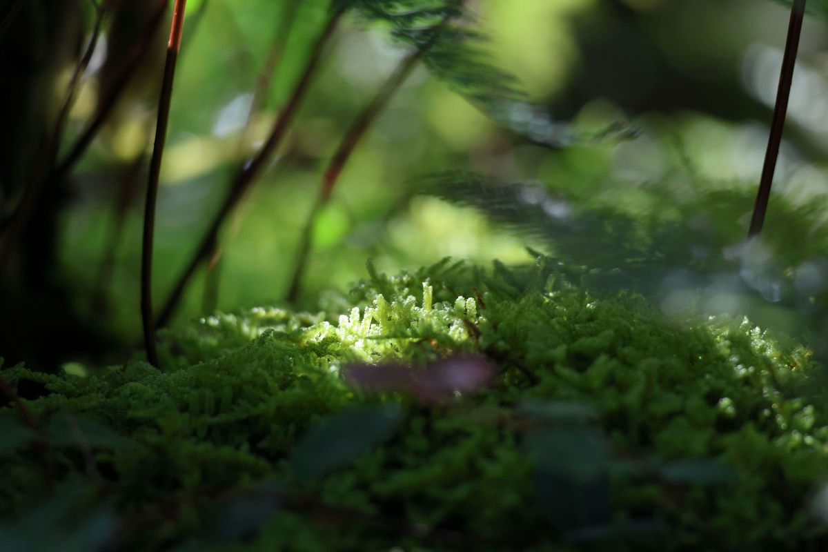 木漏れ日を浴びて | GANREF