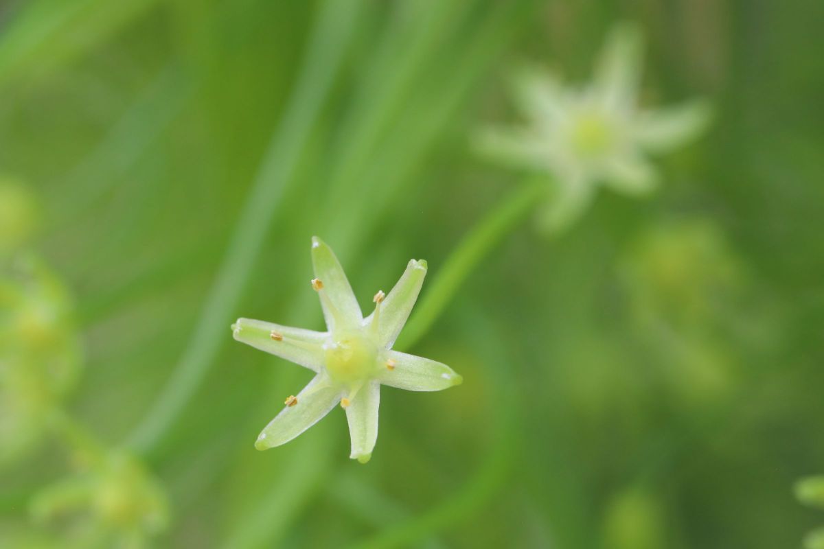 Little Star | GANREF